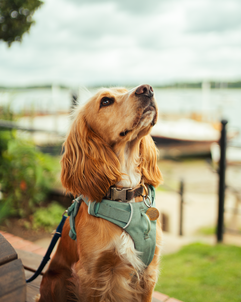 Gallery. – Maybush Inn